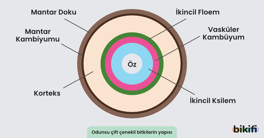 Bitkisel Organlar - Bikifi