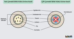 Bitkisel Organlar - Bikifi