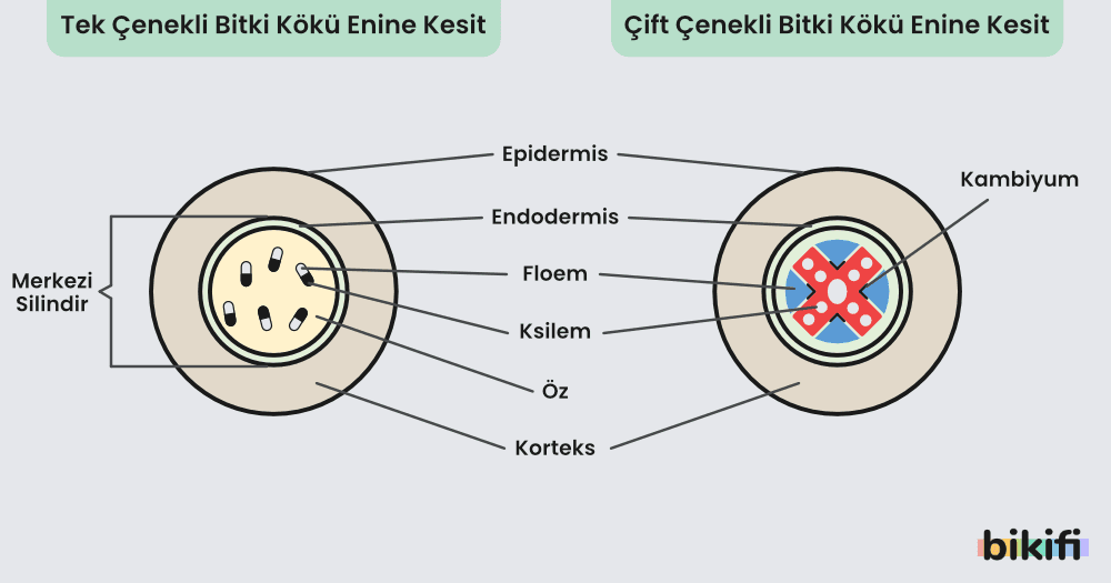 Bitkisel Organlar - Bikifi