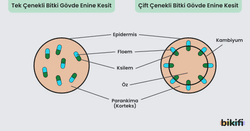Bitkisel Organlar - Bikifi