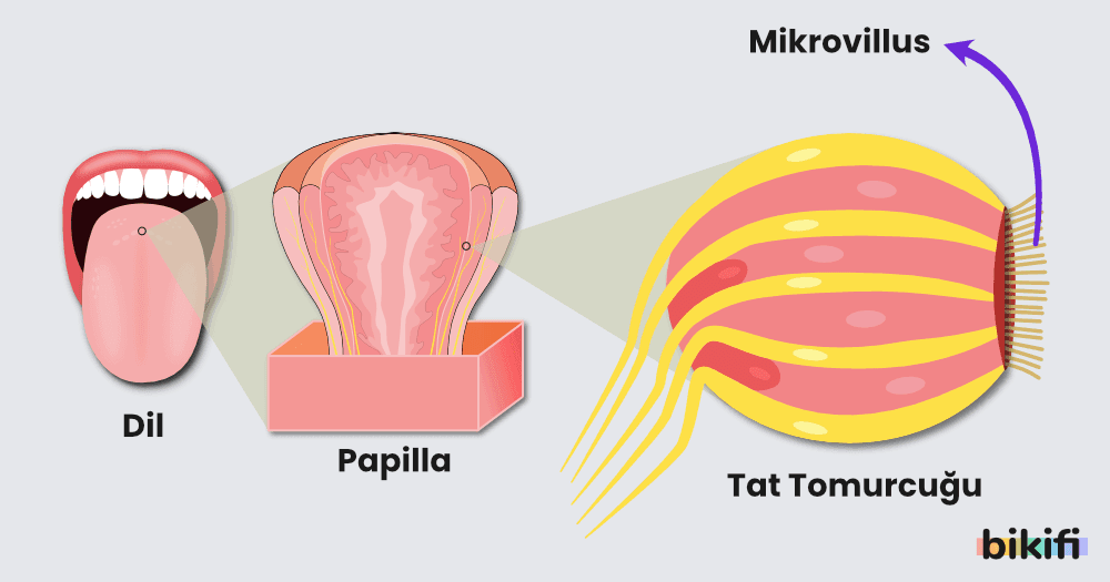 Duyu Organları II: Burun, Kulak ve Dil - Bikifi