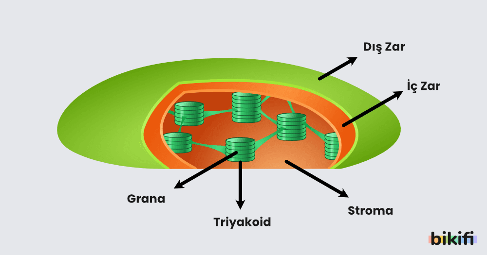 Kloroplast Nedir? - Biyoloji Terimi