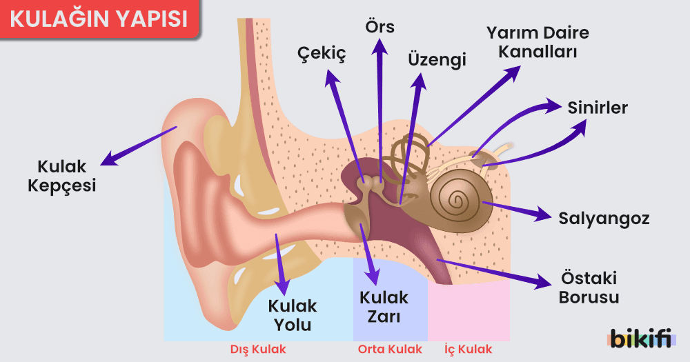 Duyu Organları II: Burun, Kulak ve Dil - Bikifi
