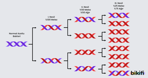 DNA'nın Yapısı ve DNA Eşlenmesi - Bikifi