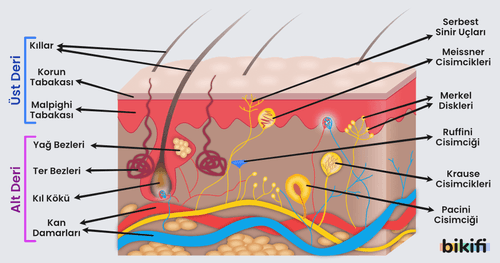 Duyu Organları I: Deri ve Göz - Bikifi