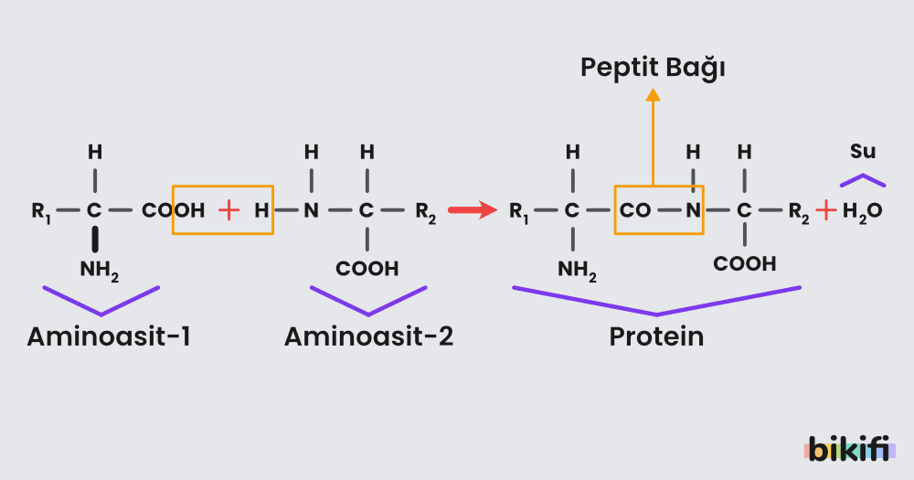 Peptit Bağı Nedir? - Biyoloji, Kimya Terimi