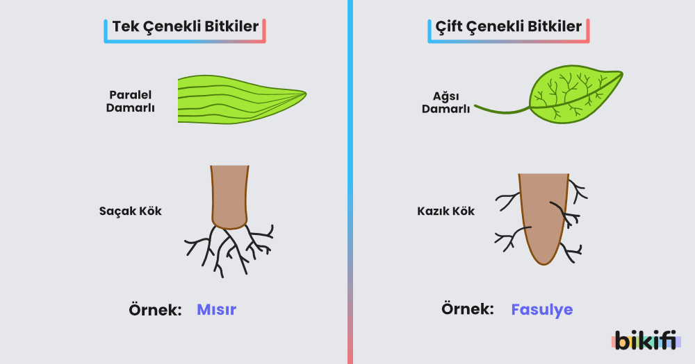 Bitkiler Alemi - Bikifi
