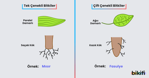 Bitkiler Alemi - Bikifi